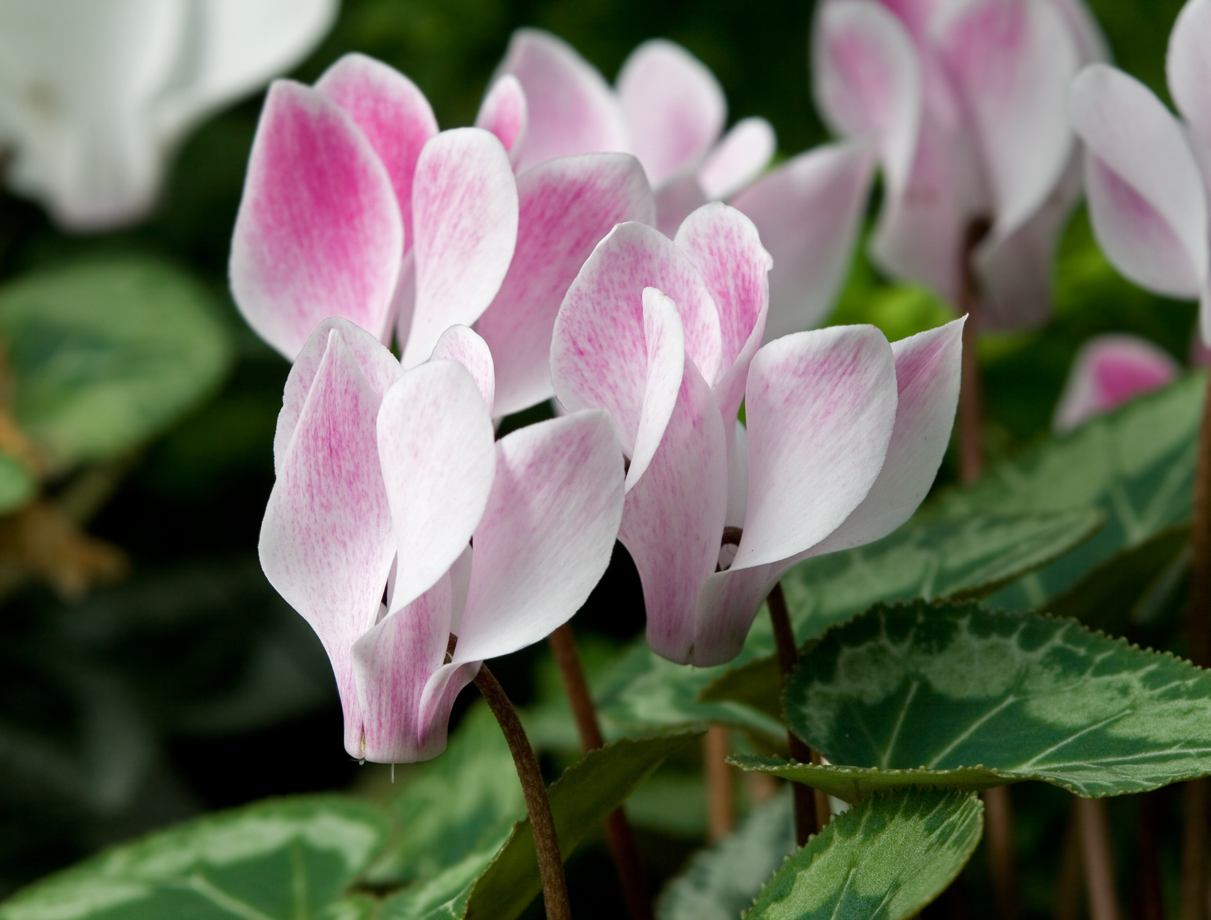 The Floral Emblem of Greece