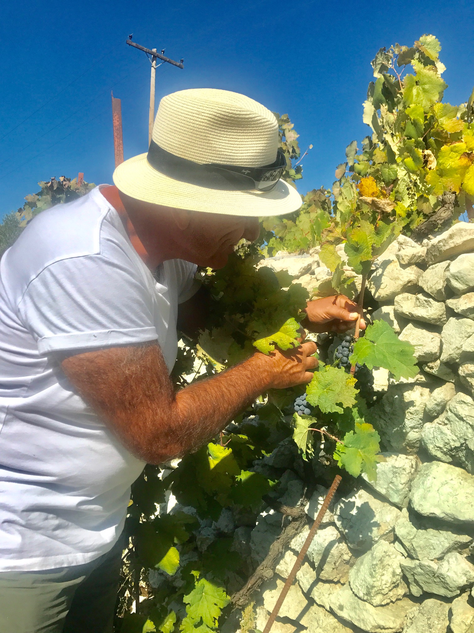 Skip Ouzo & Give Greek Wine a Try!